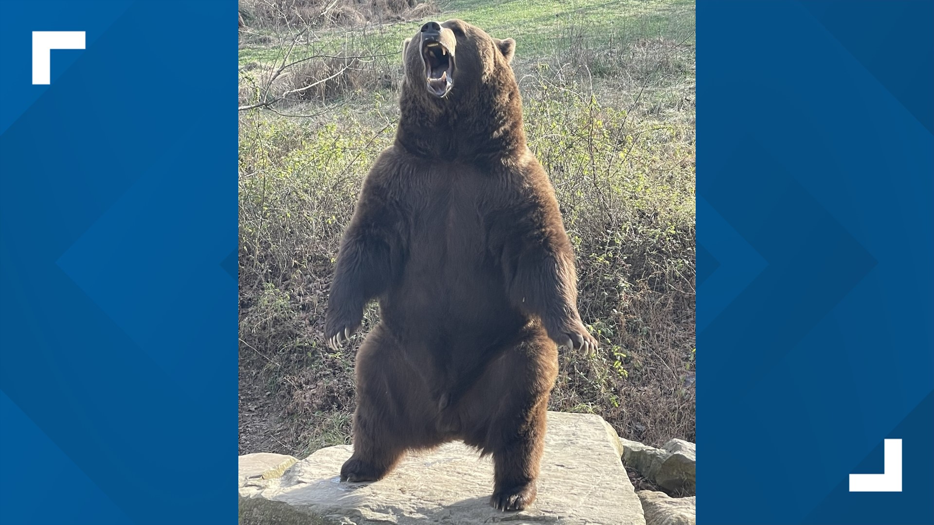 Grizzly Ridge at Wilstem Wildlife Park | wthr.com