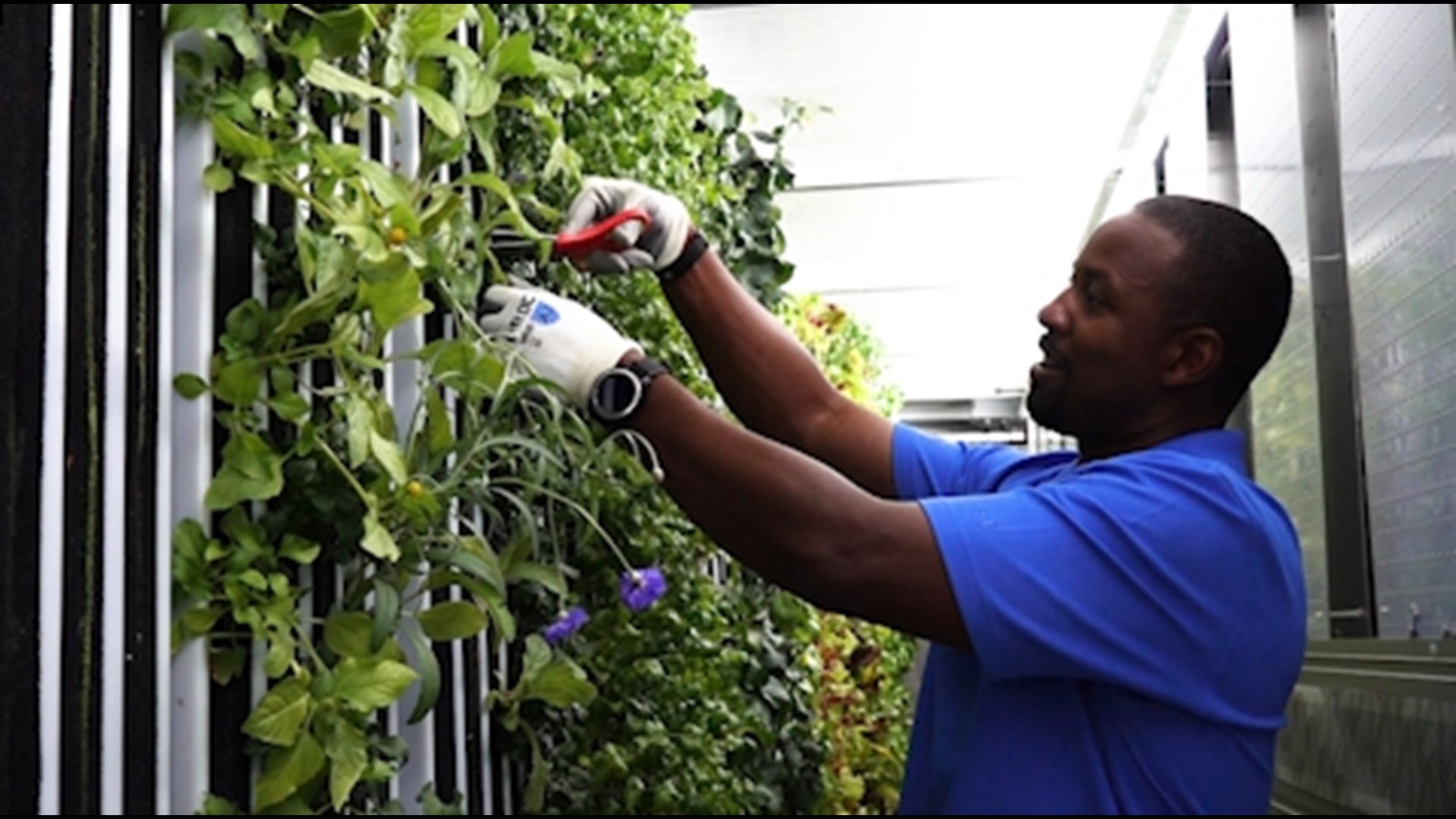 Black farmers, gardeners grow fresh produce in Indy food deserts | wthr.com