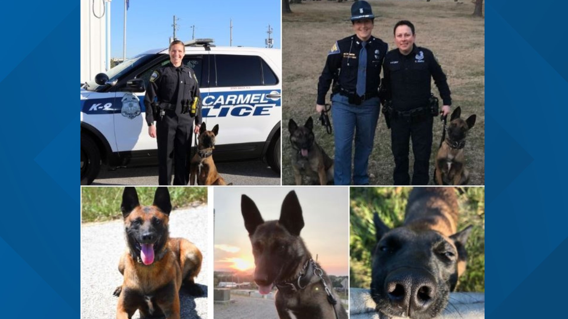 Carmel PD K-9 dies following sudden illness | wthr.com