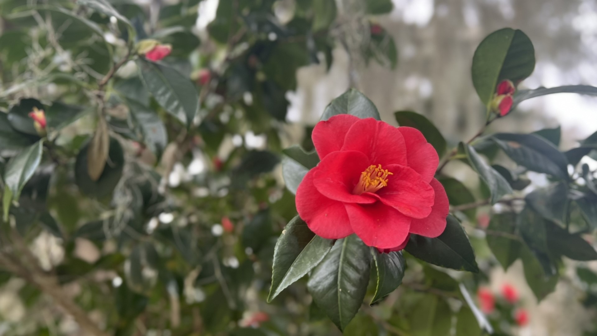 Chuck's Big Adventure: Magnolia Plantation | wthr.com