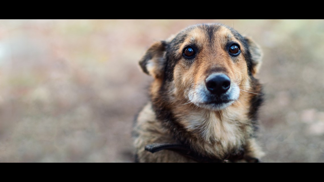 Hamilton County Humane Society offering free adoptions for Black Friday ...