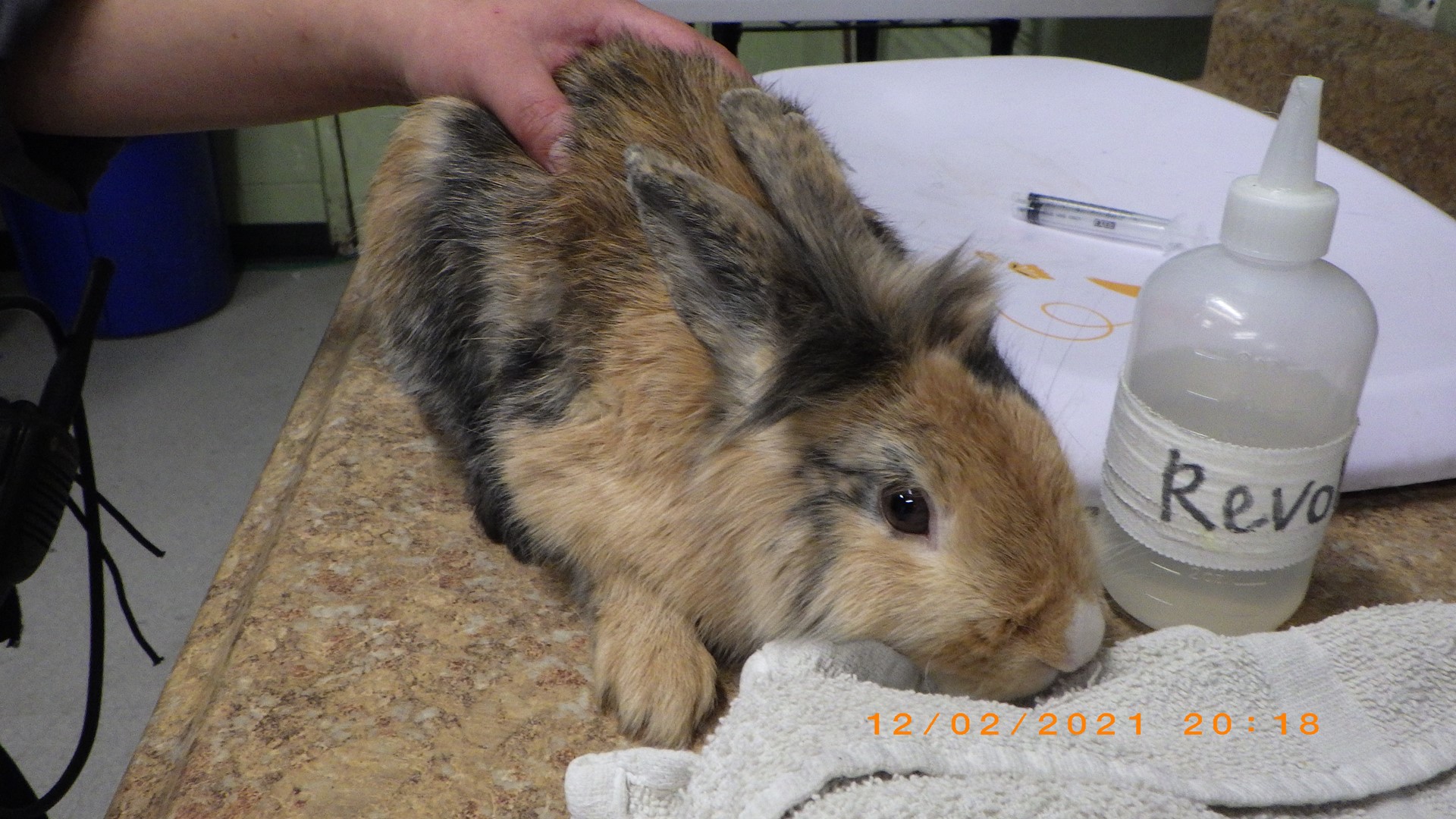 Rabbits dumped and abandoned on Indy's east side | wthr.com