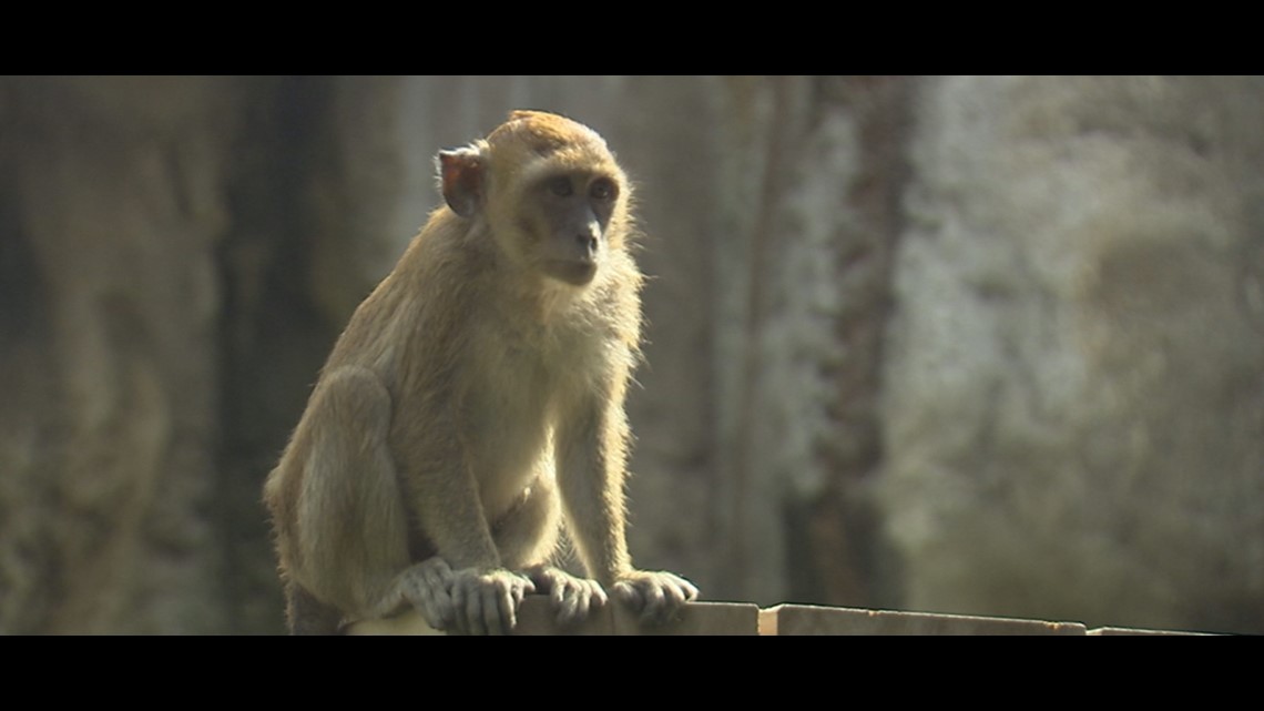 Indianapolis Zoo opens new macaques exhibit | wthr.com