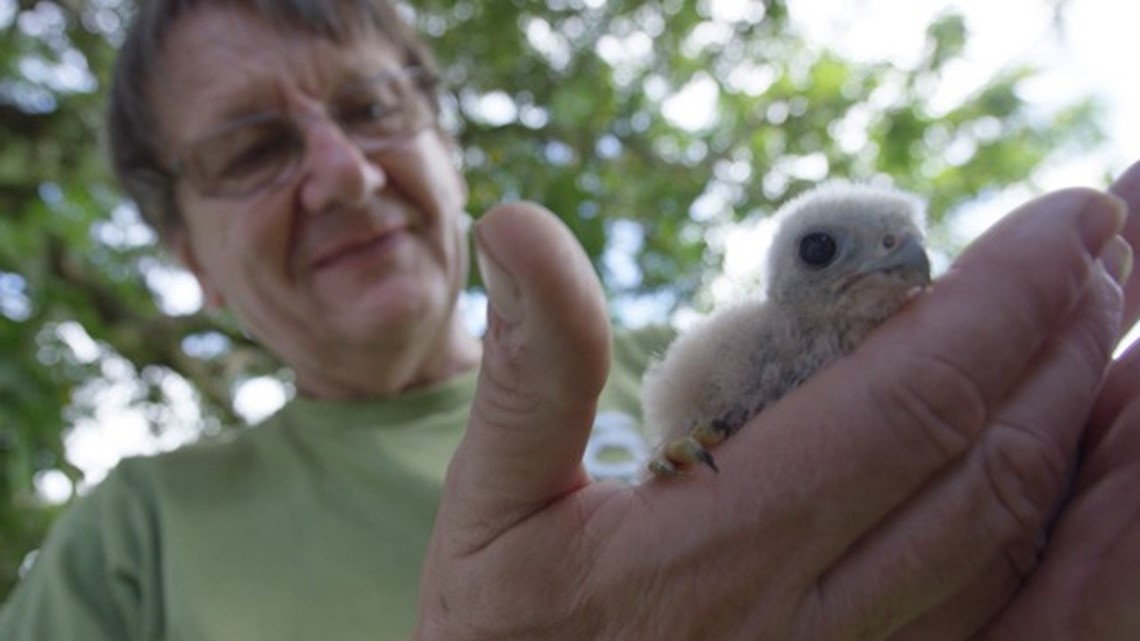 Indianapolis Prize: Carl Jones creates legacy of conservation in ...