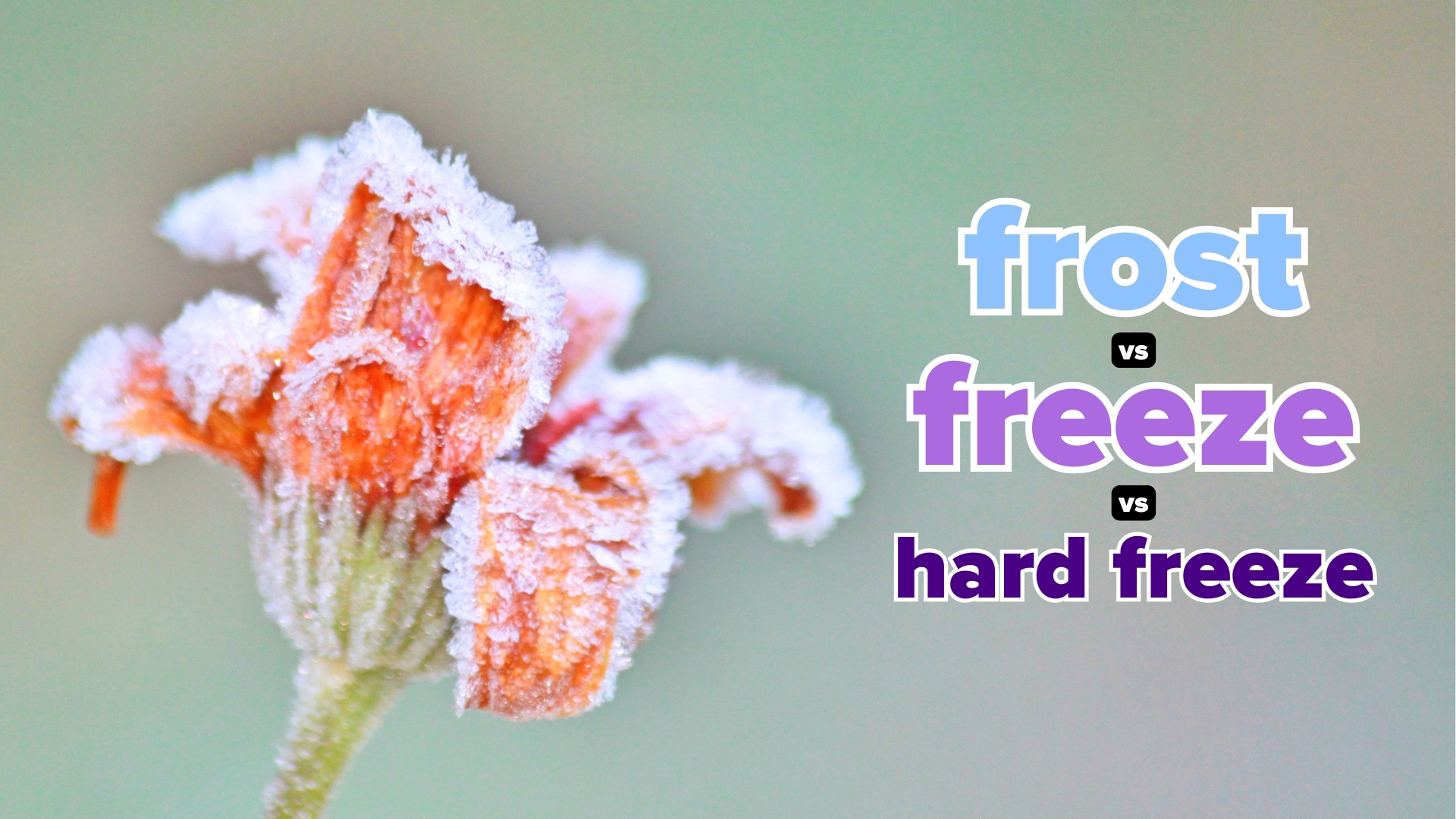 What really happens to your plants during a frost, freeze or hard ...