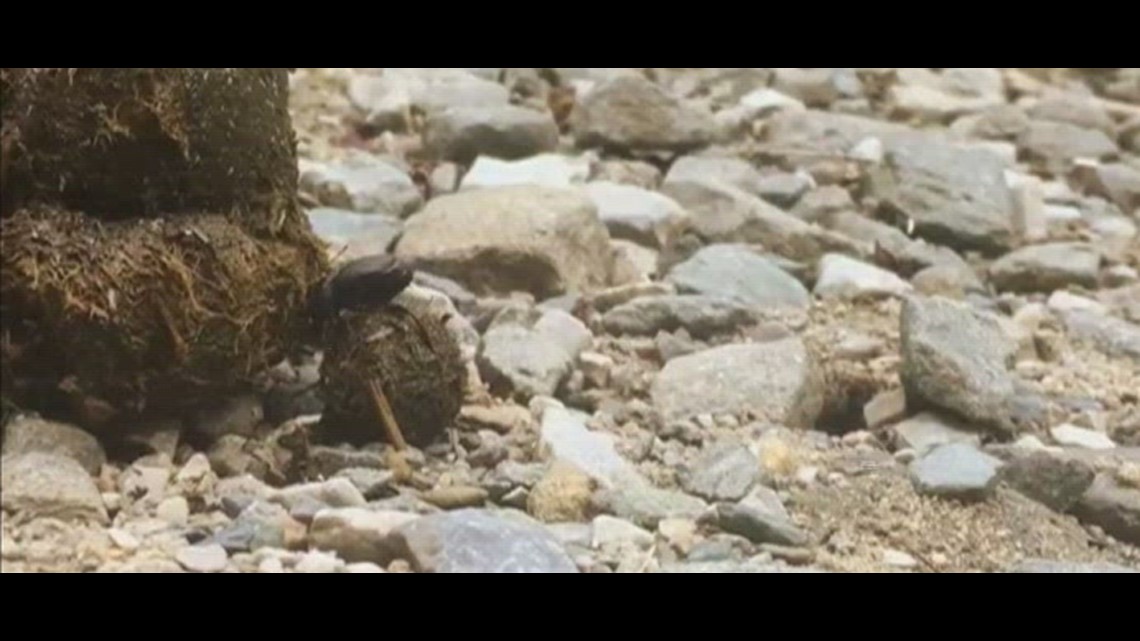 Great Smoky Mountain park rangers release rolling poop video | wthr.com