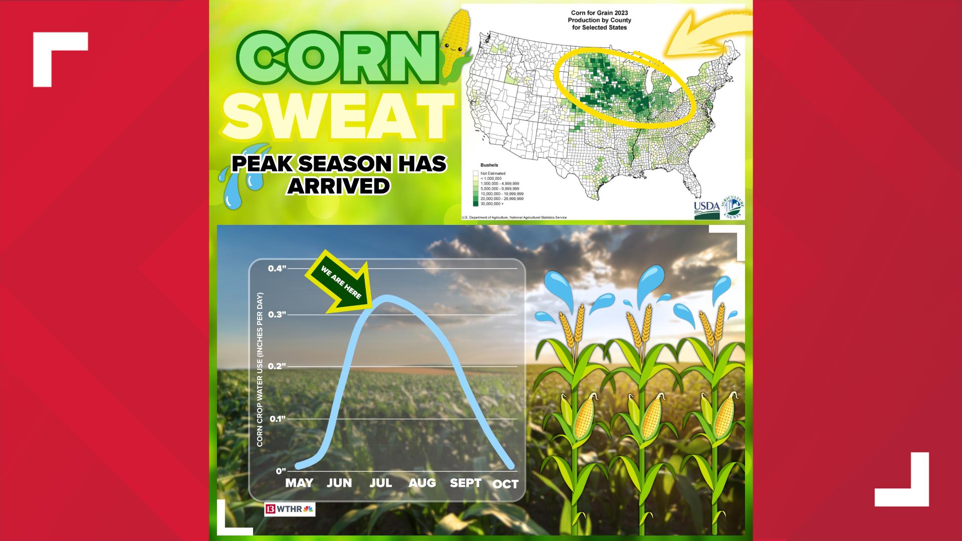 Indiana's 'corn sweat' raising humidity levels this summer | 13Weather ...