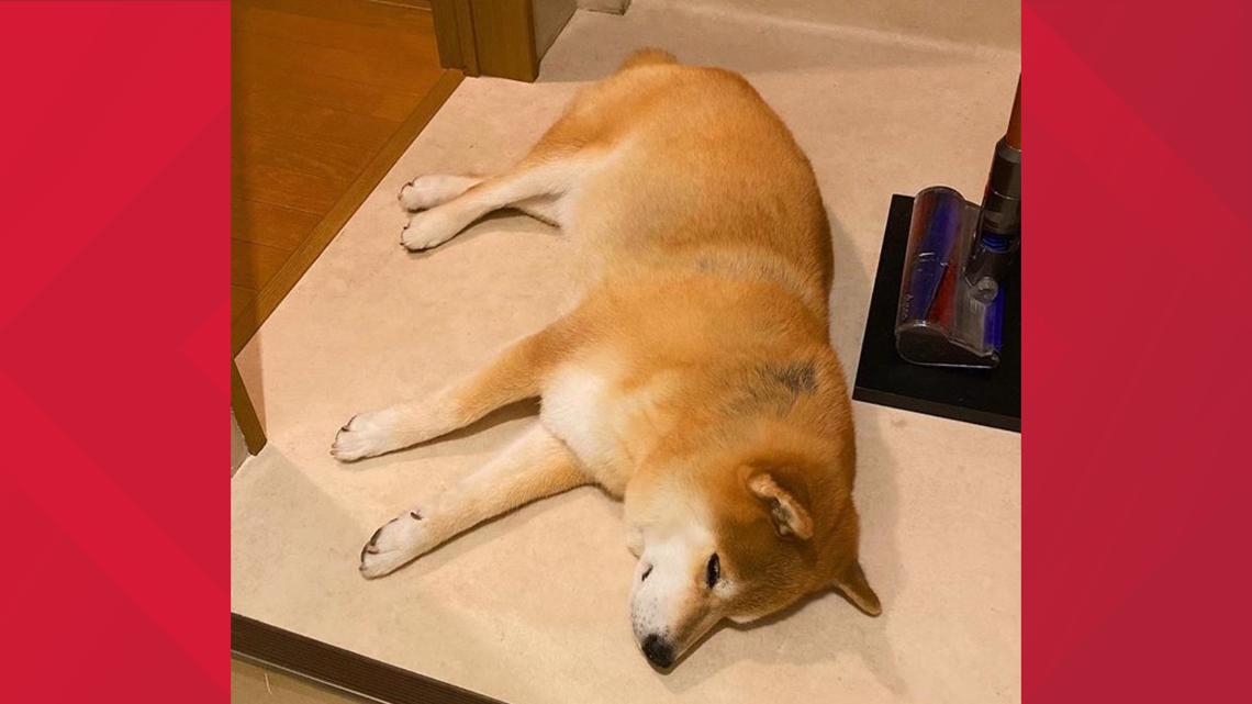 Maru: The forgotten dog now loved by millions | wthr.com