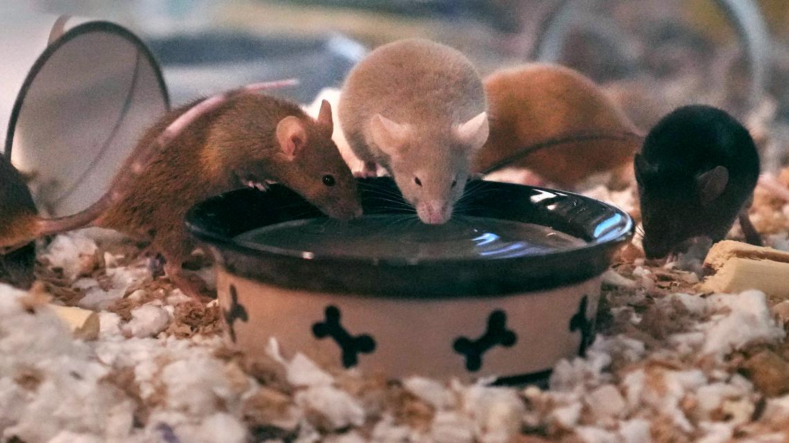 Man surrenders nearly 1,000 mice to animal shelter | wthr.com