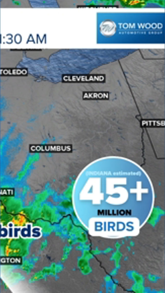 Peak bird migration happening now over Indiana: Millions flying south ...