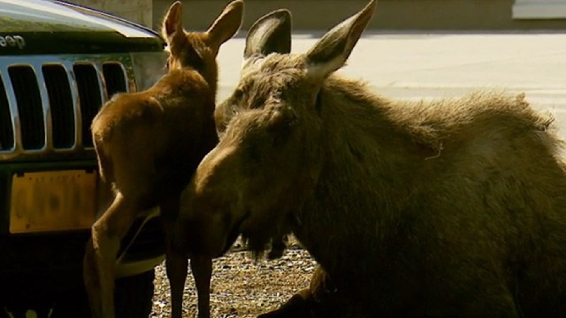 Alaskan mama moose gives birth in Lowe's parking lot | wthr.com