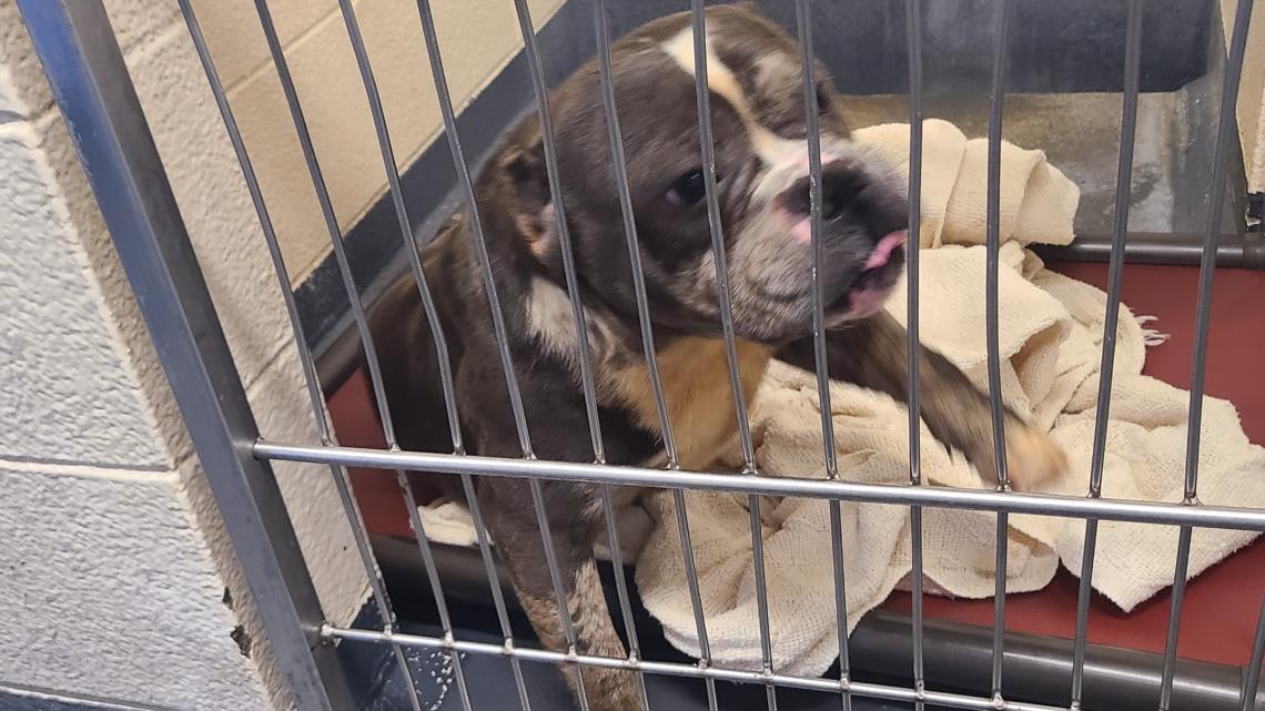 PHOTOS: IACS takes in 28 dogs | wthr.com