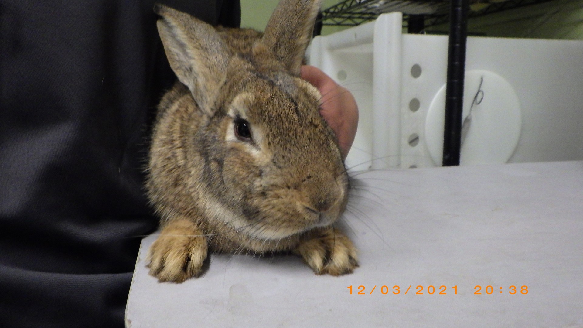 Rabbits dumped and abandoned on Indy's east side | wthr.com