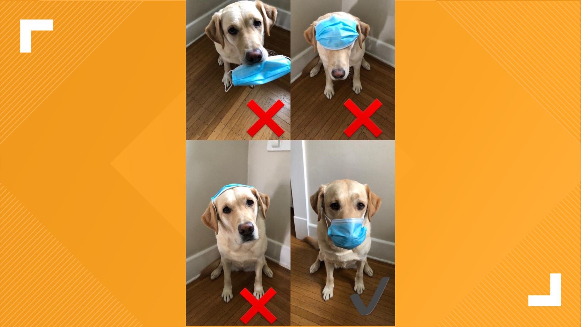 Riley therapy dog shows how to properly wear mask | wthr.com