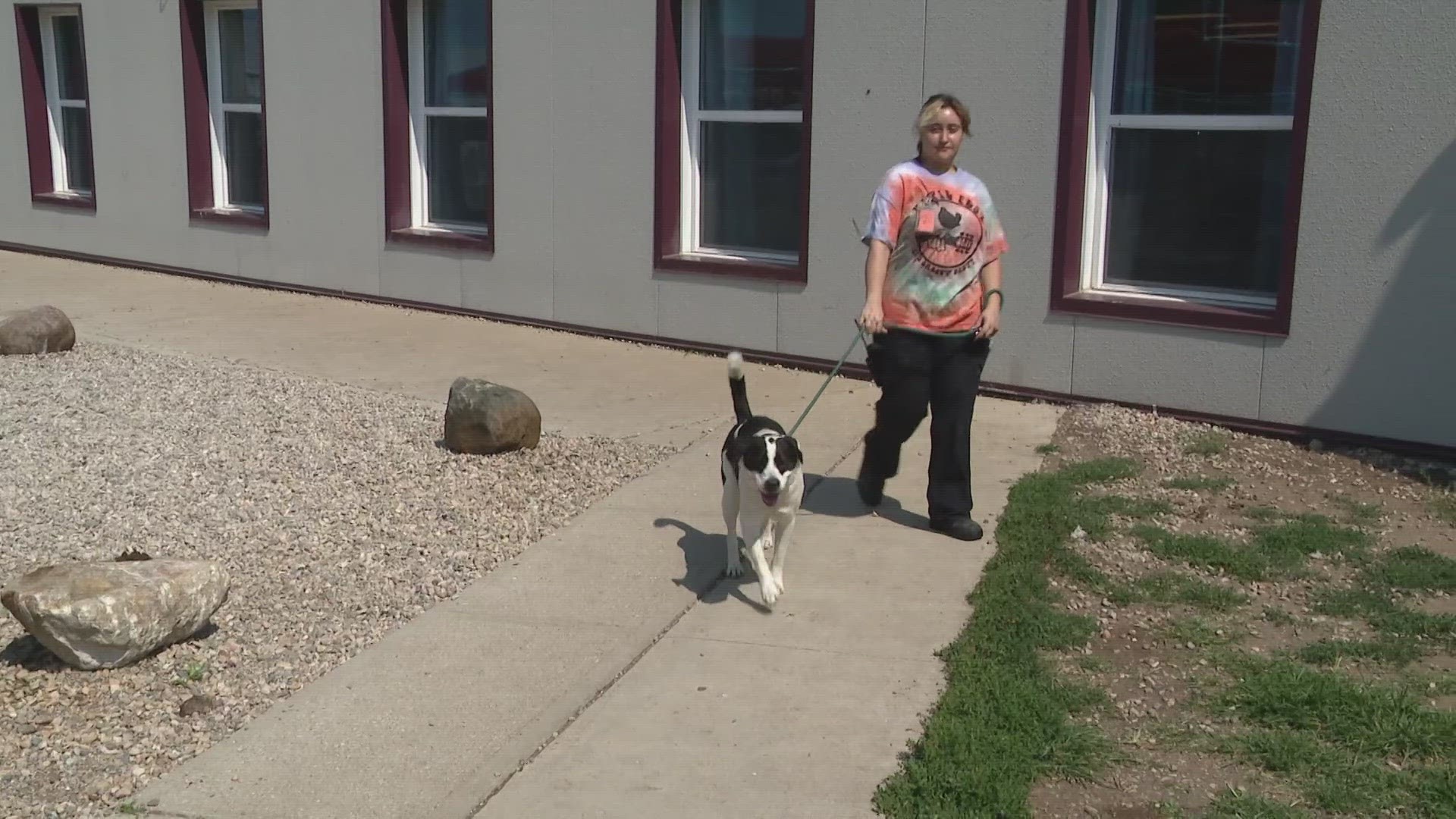 Indianapolis Animal Care Services hosting adoption event | wthr.com