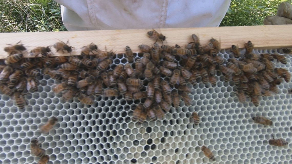 Going Green: The buzz about bees | wthr.com