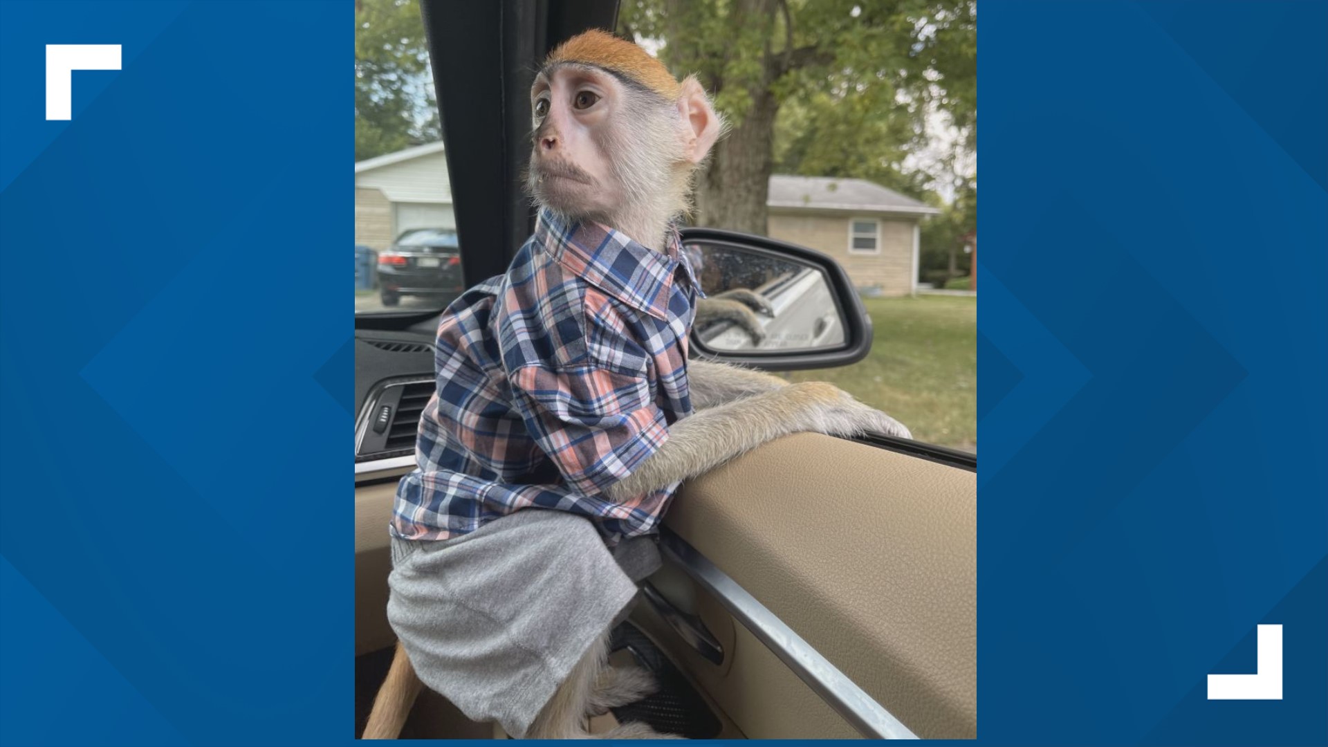 Family of escaped monkey 'Momo' considering legal action | wthr.com