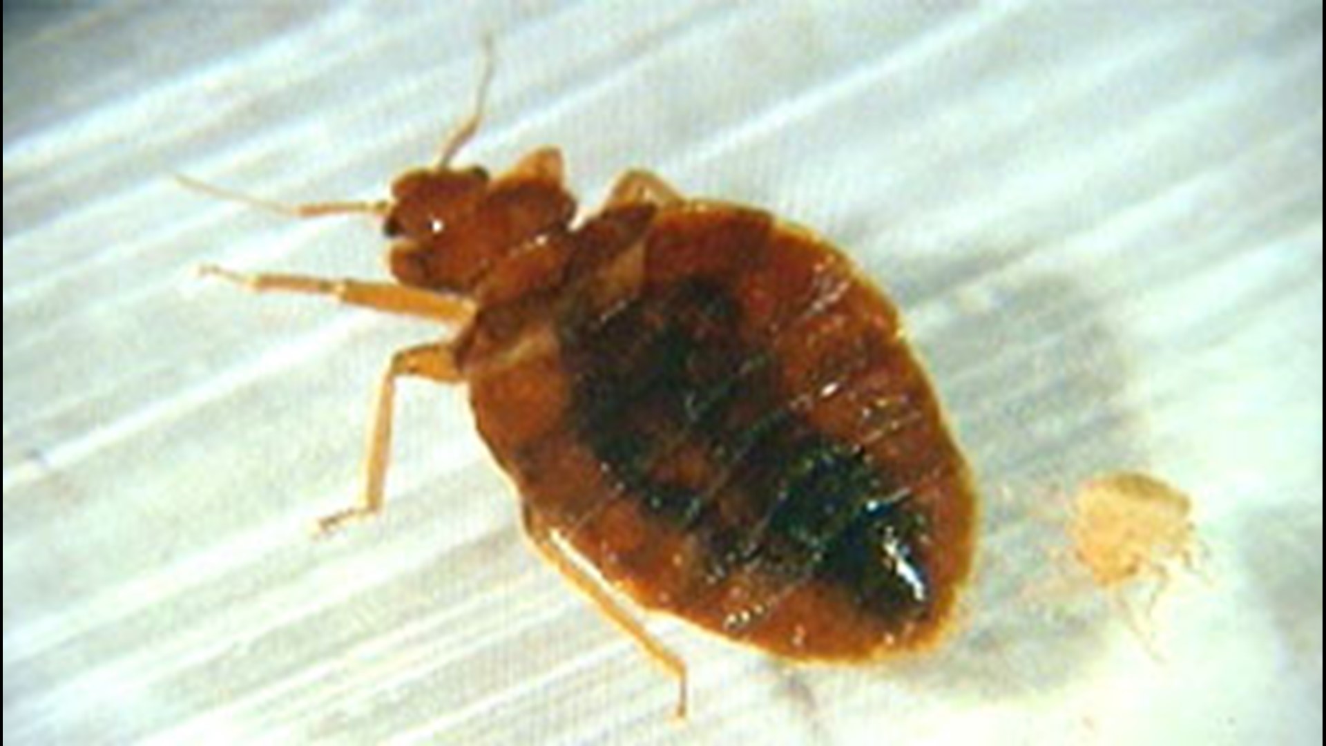 Tiny bedbugs making big comeback | wthr.com