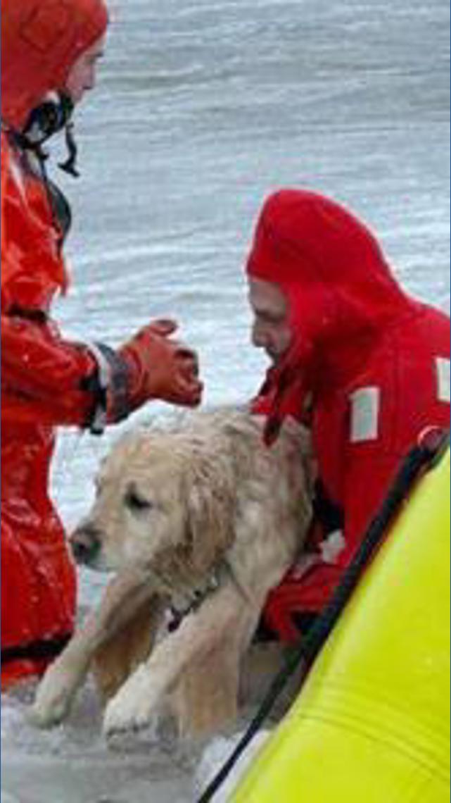 Rhode Island firefighters rescue a yellow Lab from an icy pond on New ...