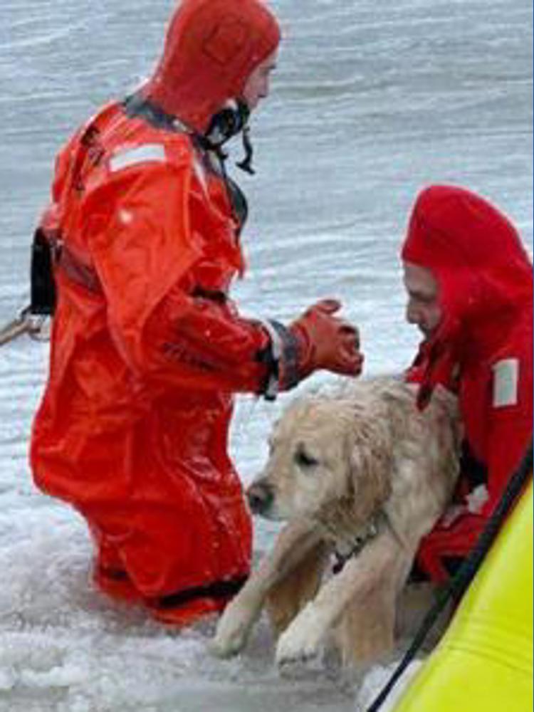 Rhode Island firefighters rescue a yellow Lab from an icy pond on New ...