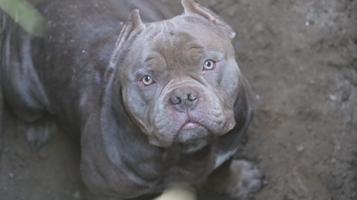 IFD rescues 2-year-old dog from pit | wthr.com