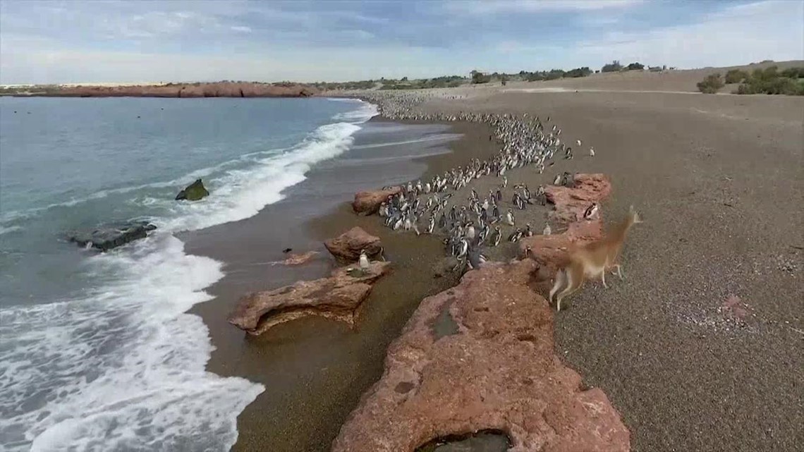 WATCH: Penguins starting mass migration | wthr.com