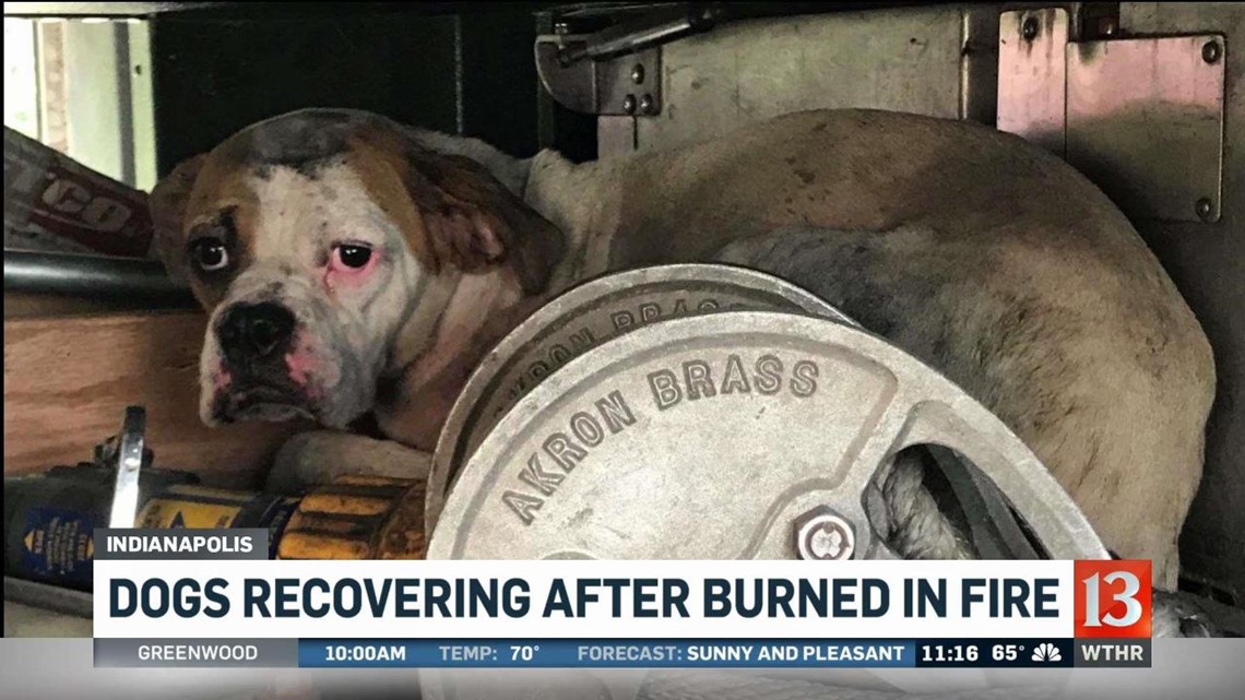 Dogs pulled from fire on the mend thanks to firefighters | wthr.com