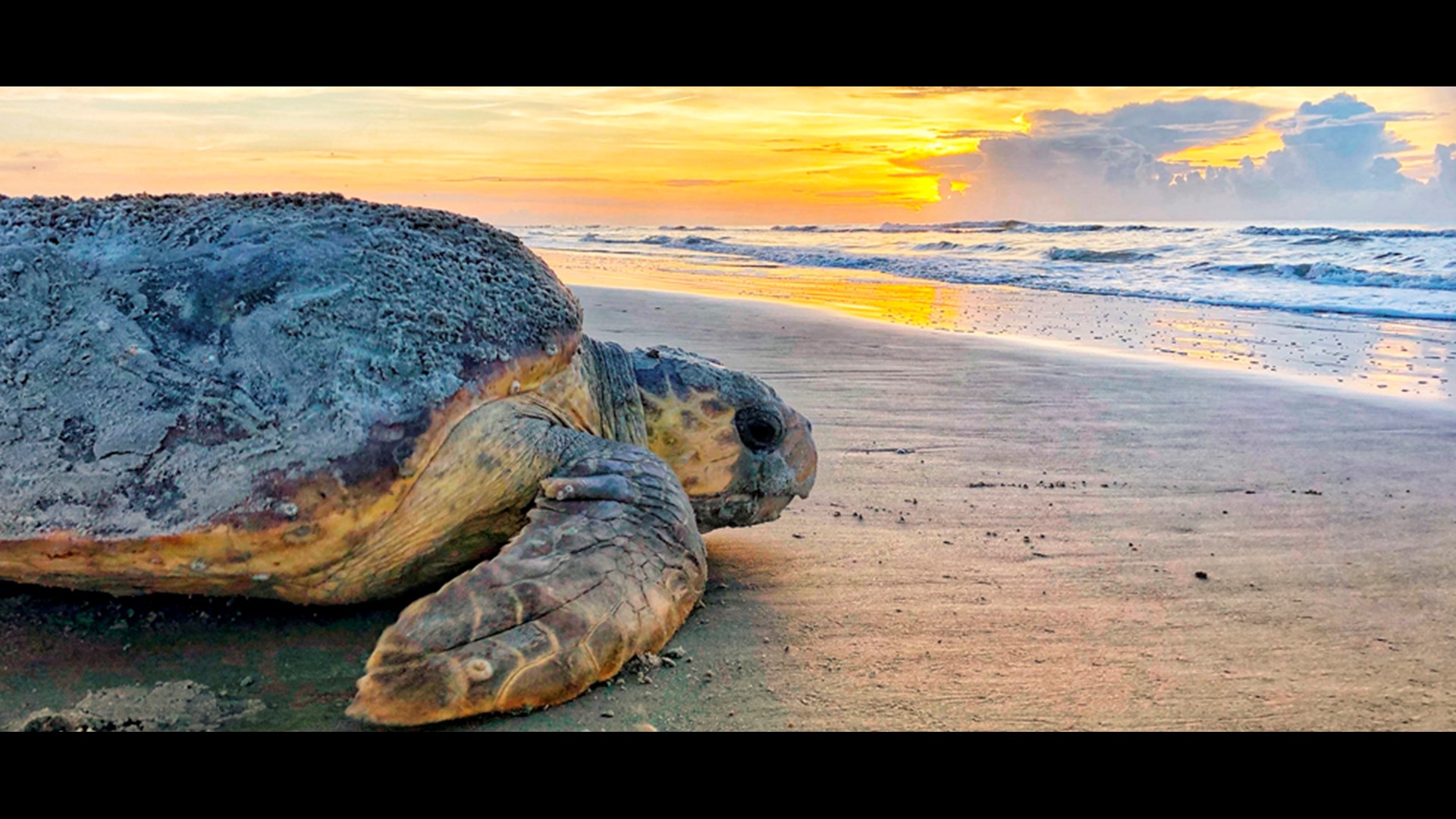 Rare sea turtles smash nesting records in Georgia, Carolinas | wthr.com