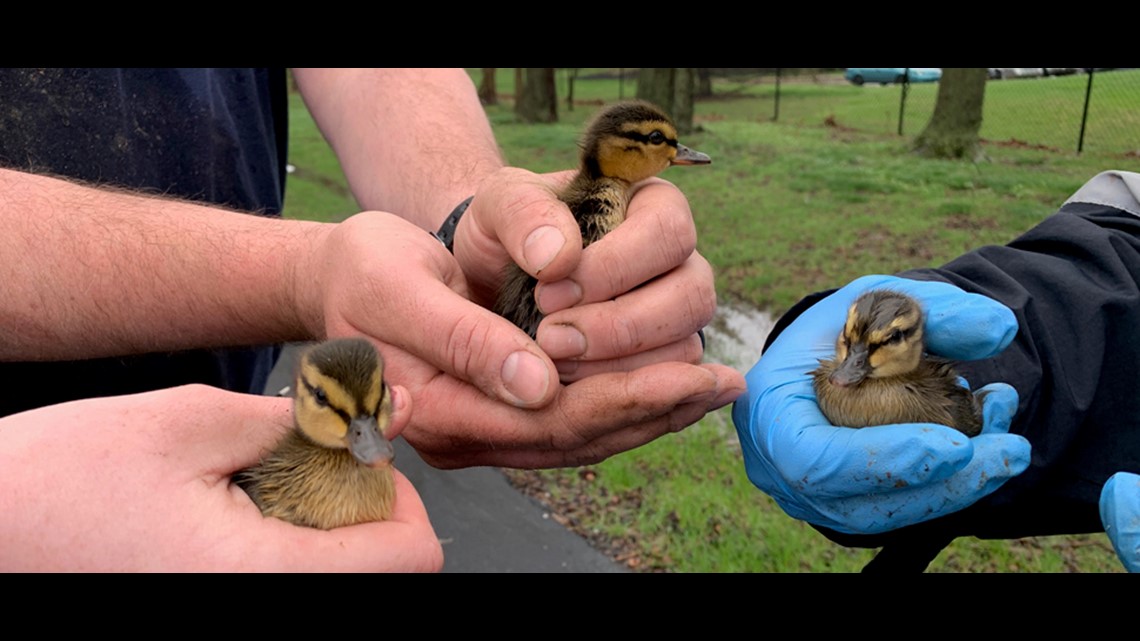 Firefighters, animal control rescue group of ducklings from storm drain ...