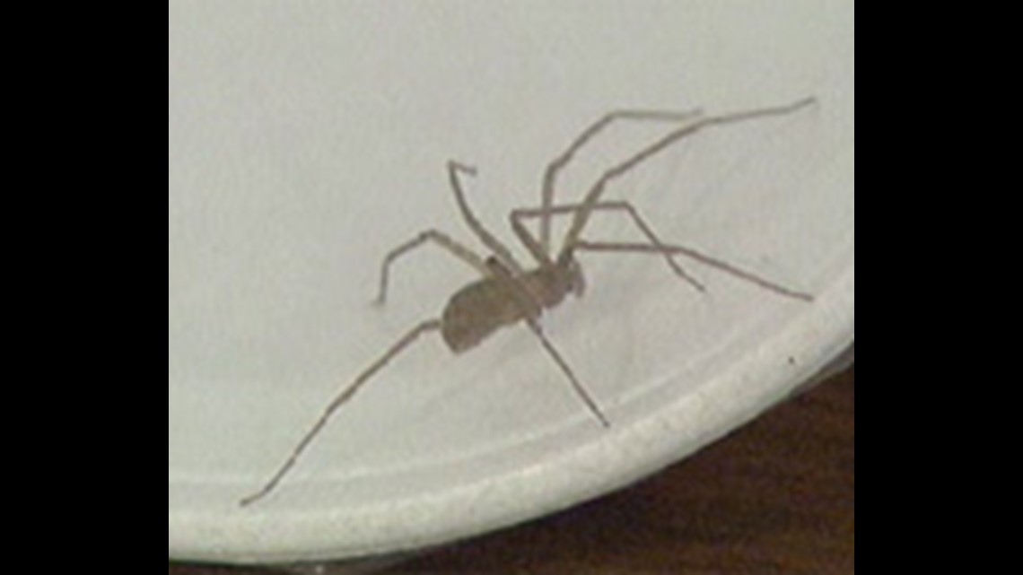 Some parents worried about work to clear school's spiders | wthr.com