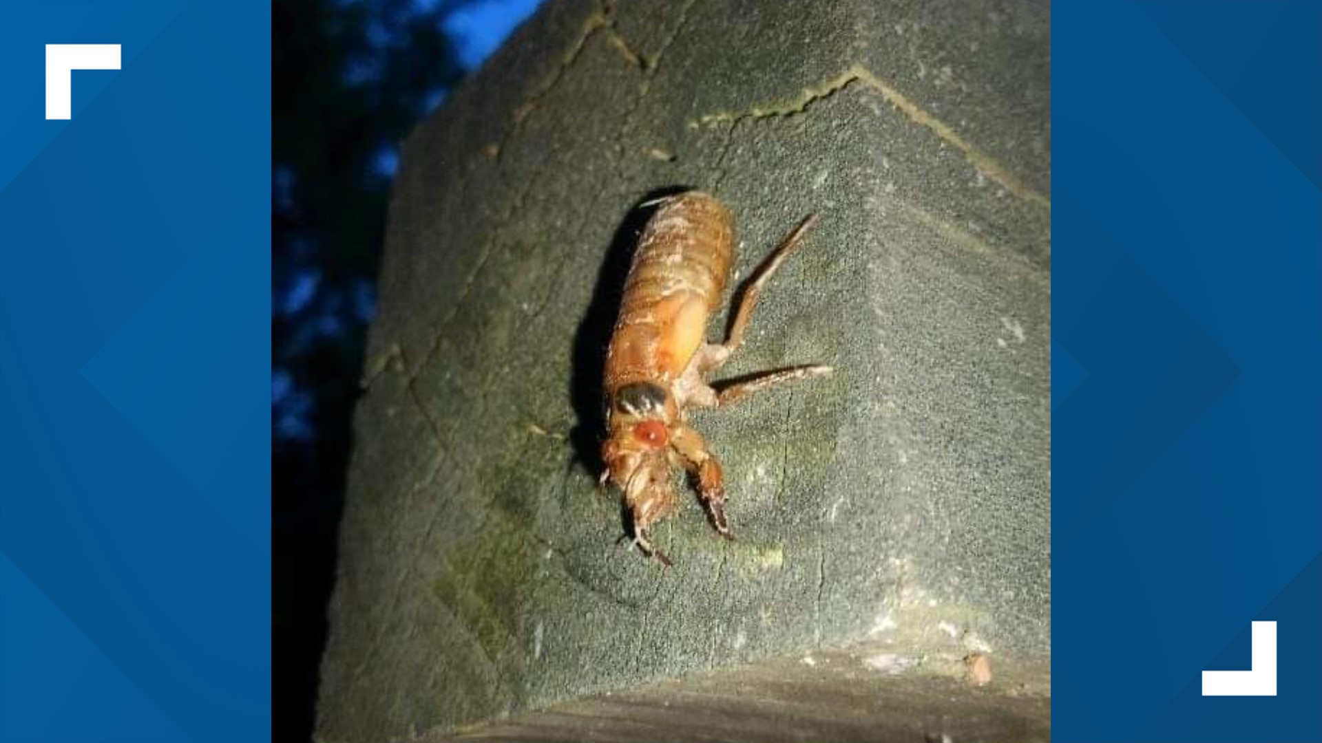 Brood X cicadas emerge, one spotted at Indiana park | wthr.com