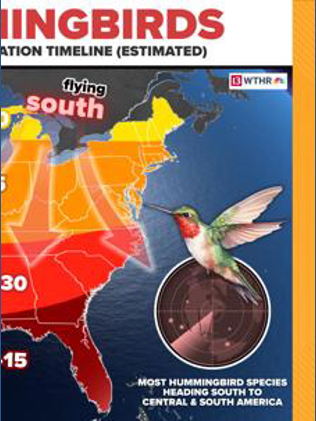 Peak hummingbird timeline: fueling up before heading south | wthr.com