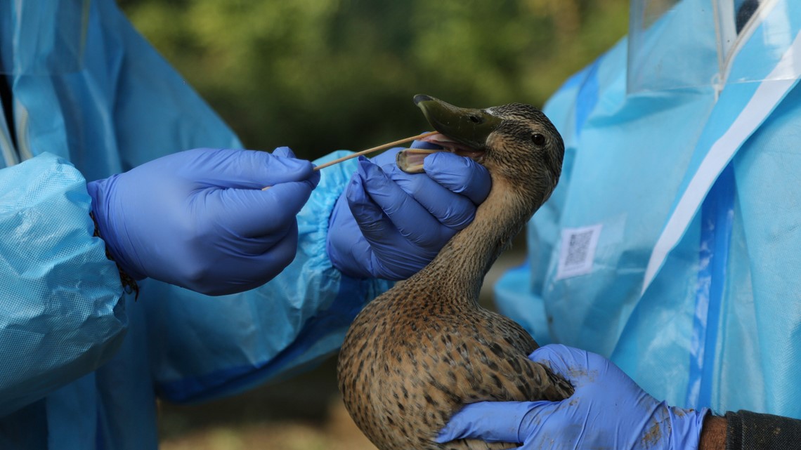 Bird flu found at Indiana duck farm | wthr.com