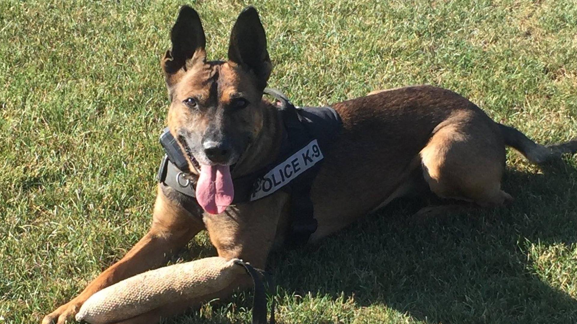 Retired Fishers police K-9 Bull dies at 14 | wthr.com