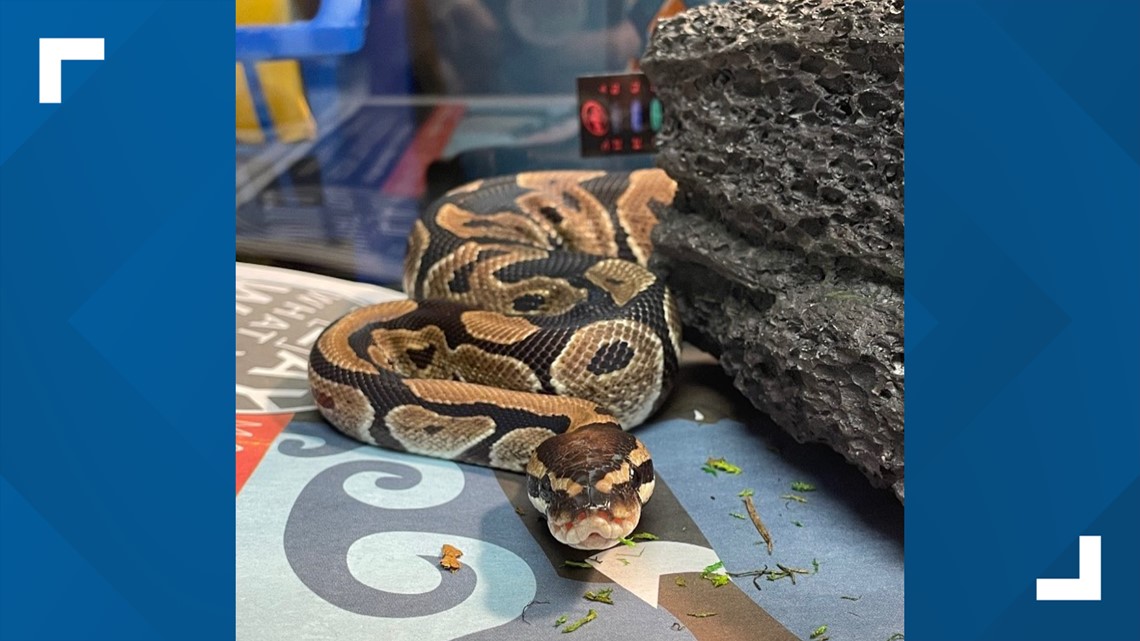 Young python found on shelves at Bloomington Walmart | wthr.com
