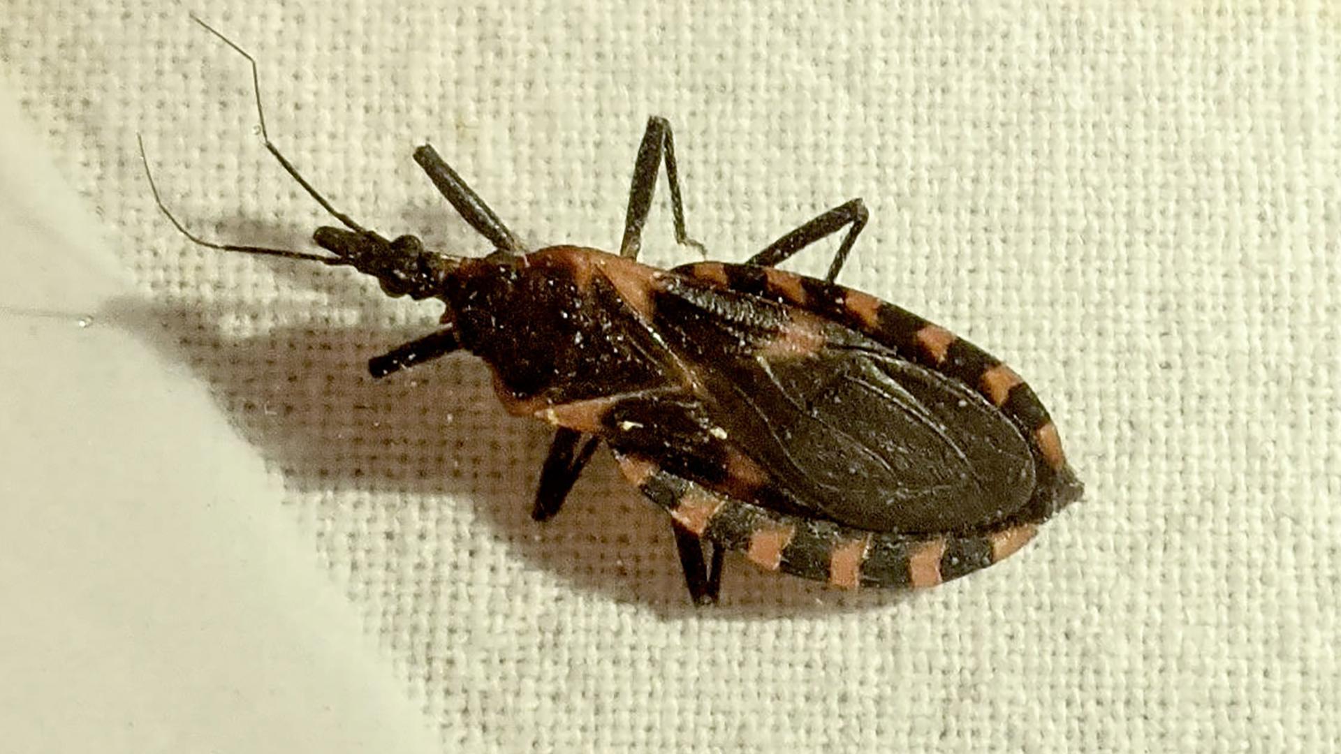 'Kissing bug' | CDC warns people of deadly bug that is native to ...