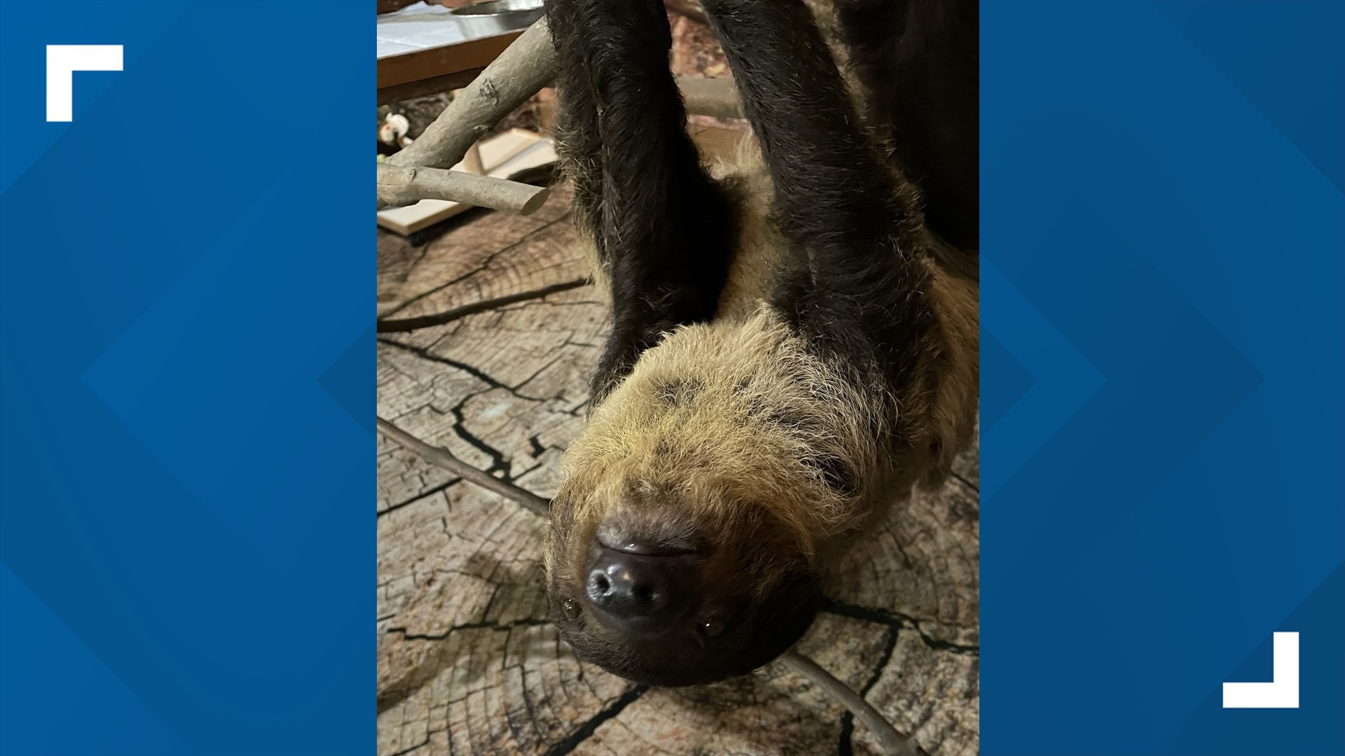 Chuck's Big Adventure: Wilstem Wildlife Park, Bonge's Tavern | wthr.com