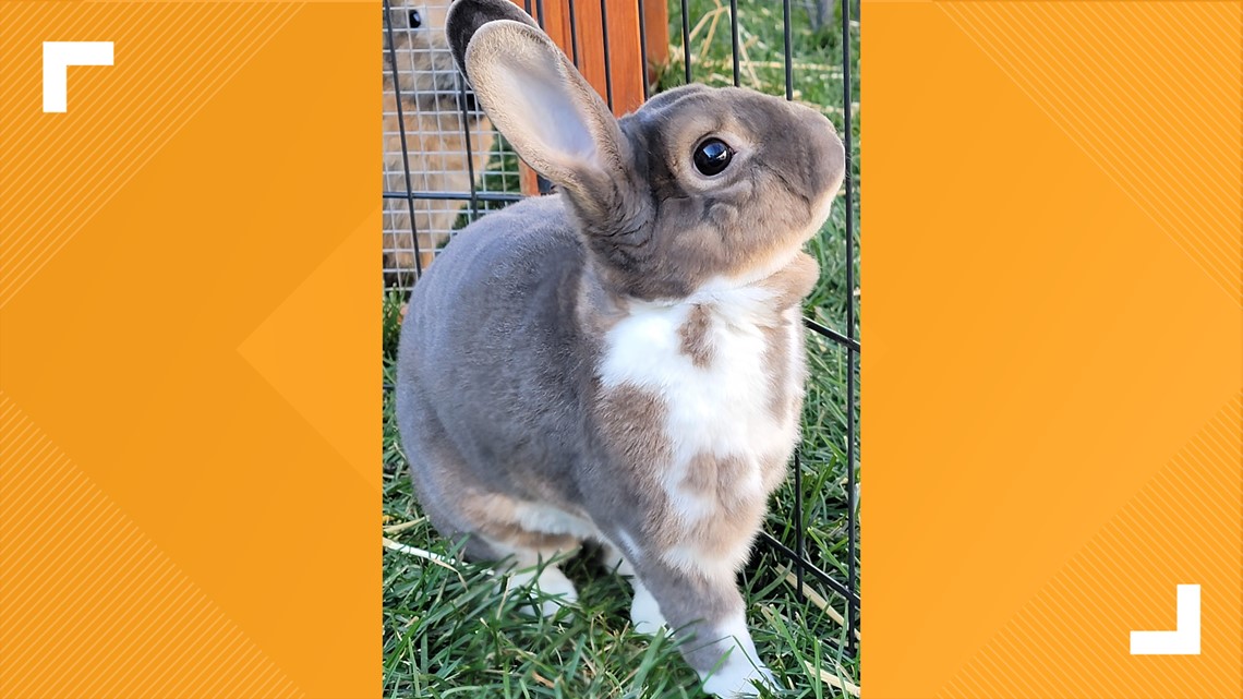 Rescue saves small animals from abandonment | wthr.com