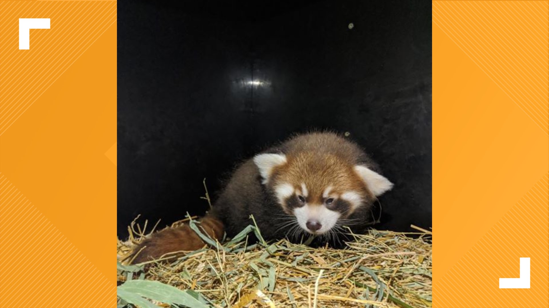 New red panda shows himself at Cincinnati Zoo | wthr.com
