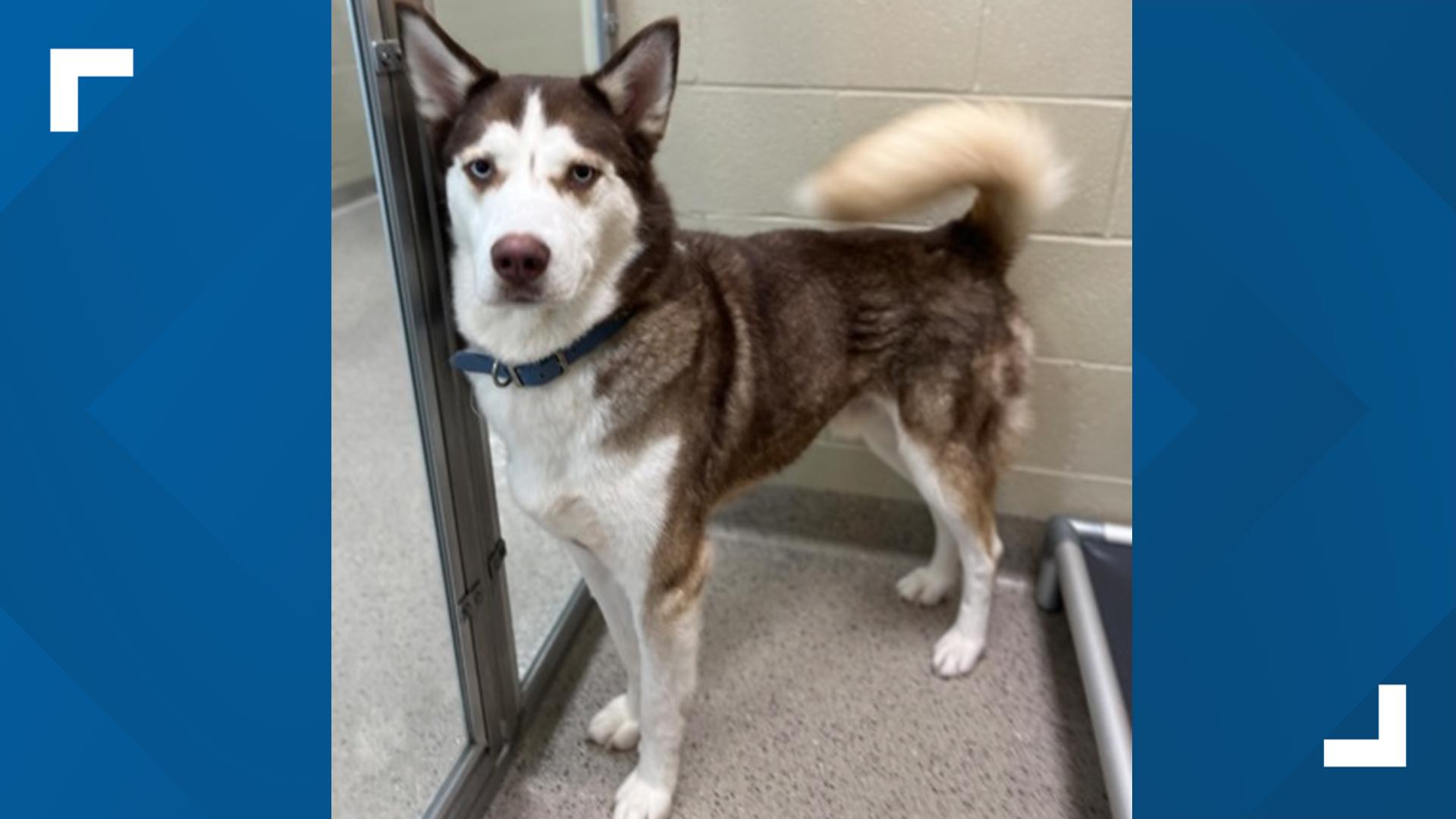 Emergency adoption event at Humane Society for Hamilton County | wthr.com