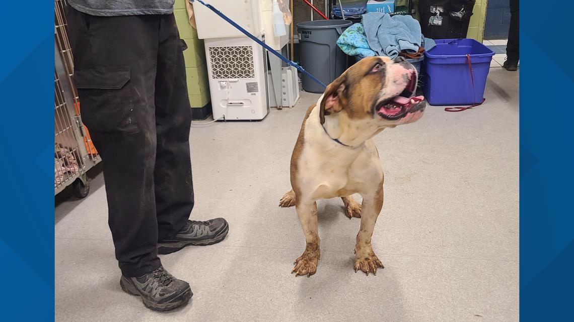 PHOTOS: IACS takes in 28 dogs | wthr.com