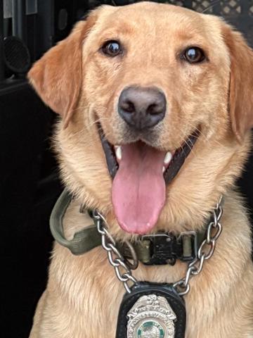Indiana Conservation Officer K-9 Gunny helps track suspect through ...