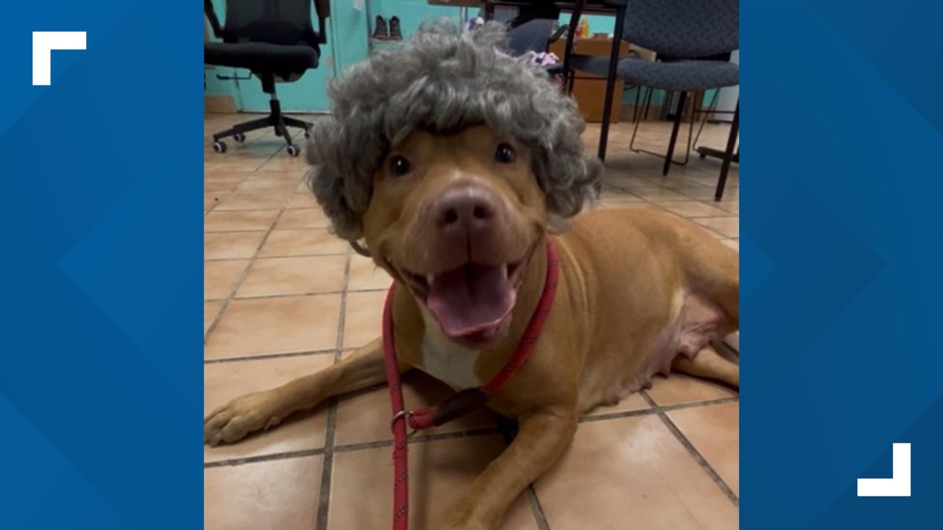 Pets of the Week: 11-15-2025 | wthr.com