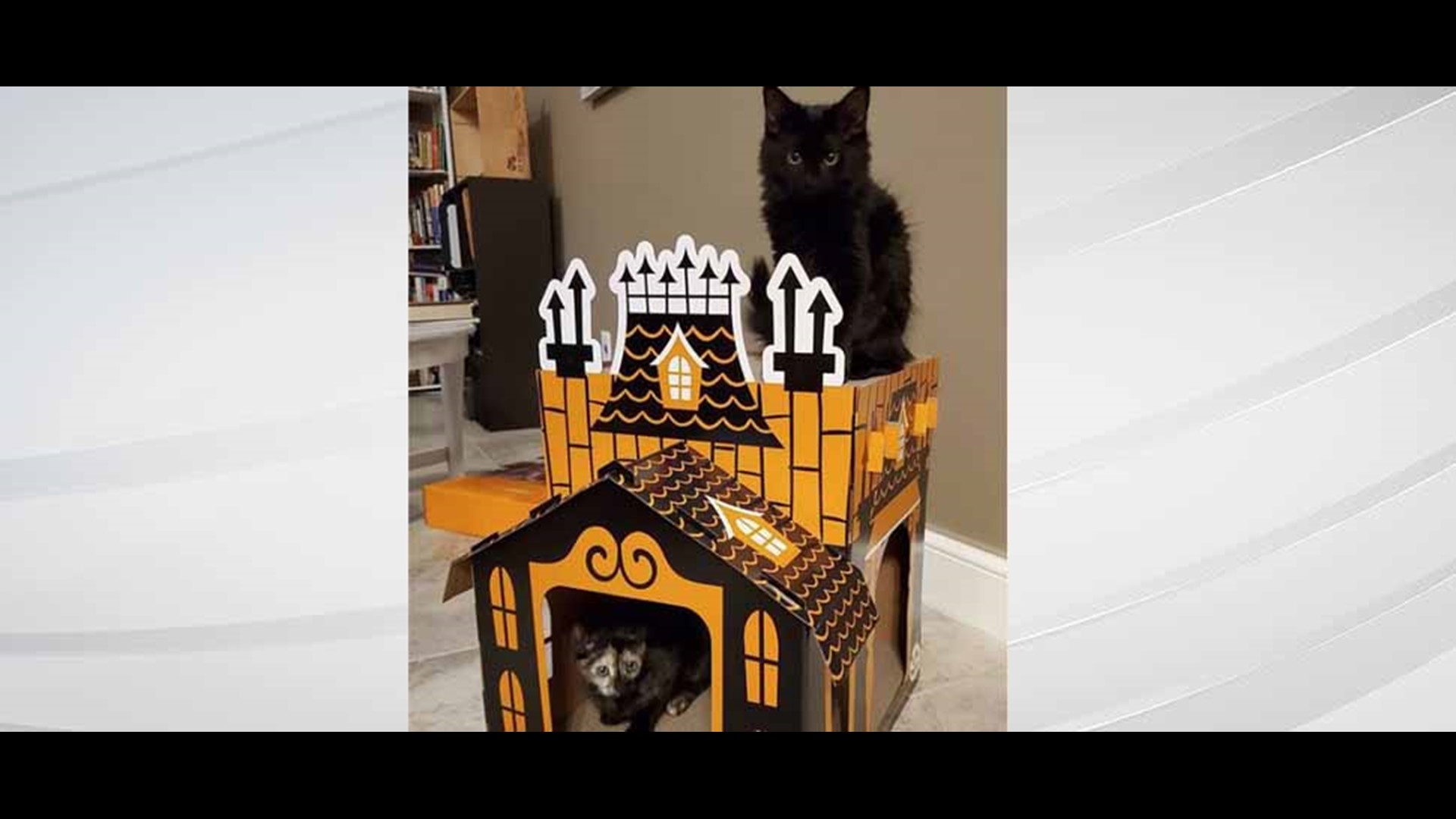 Target releases Halloween-themed, cat-scratching 'mansion' | wthr.com