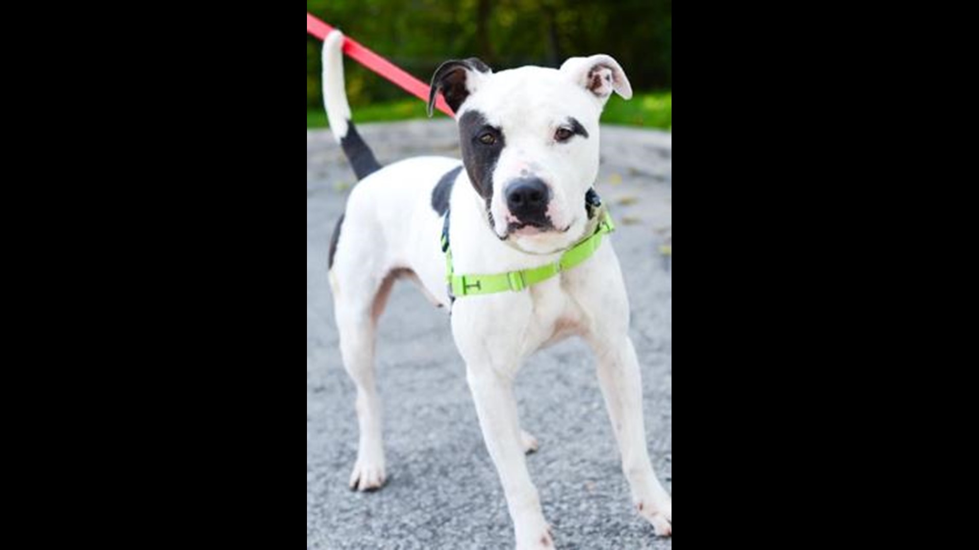 Humane Society of Indianapolis | wthr.com