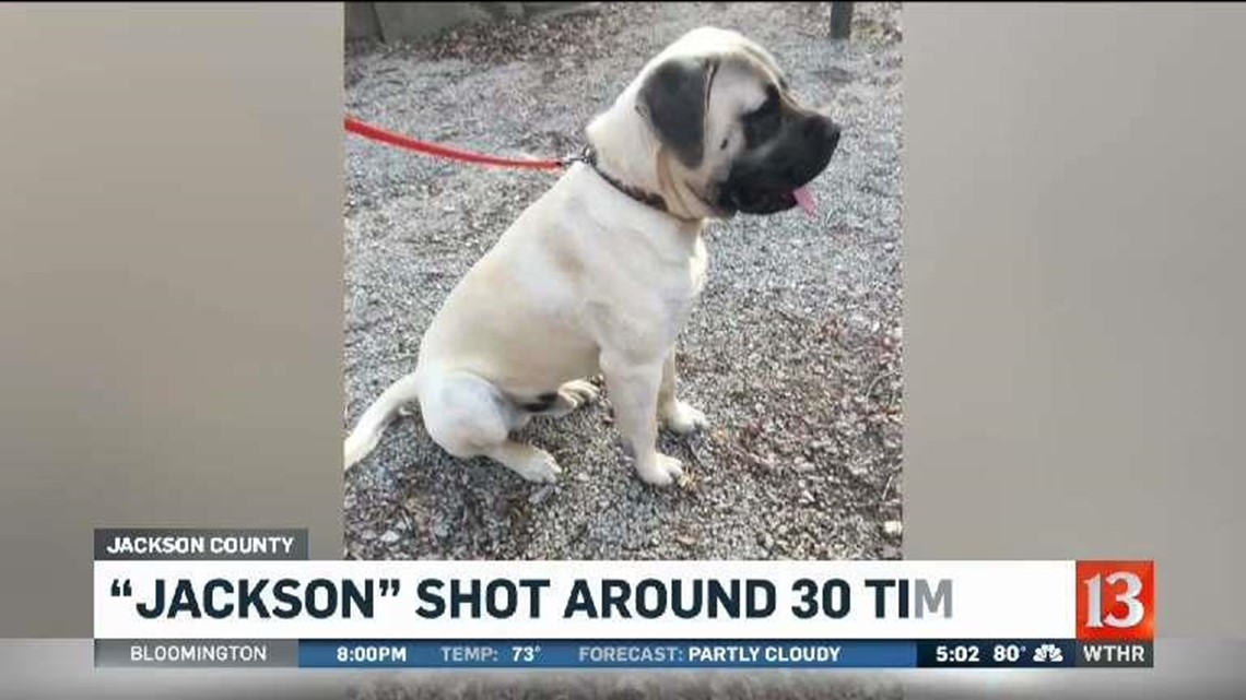 Puppy shot repeatedly by pellet gun | wthr.com