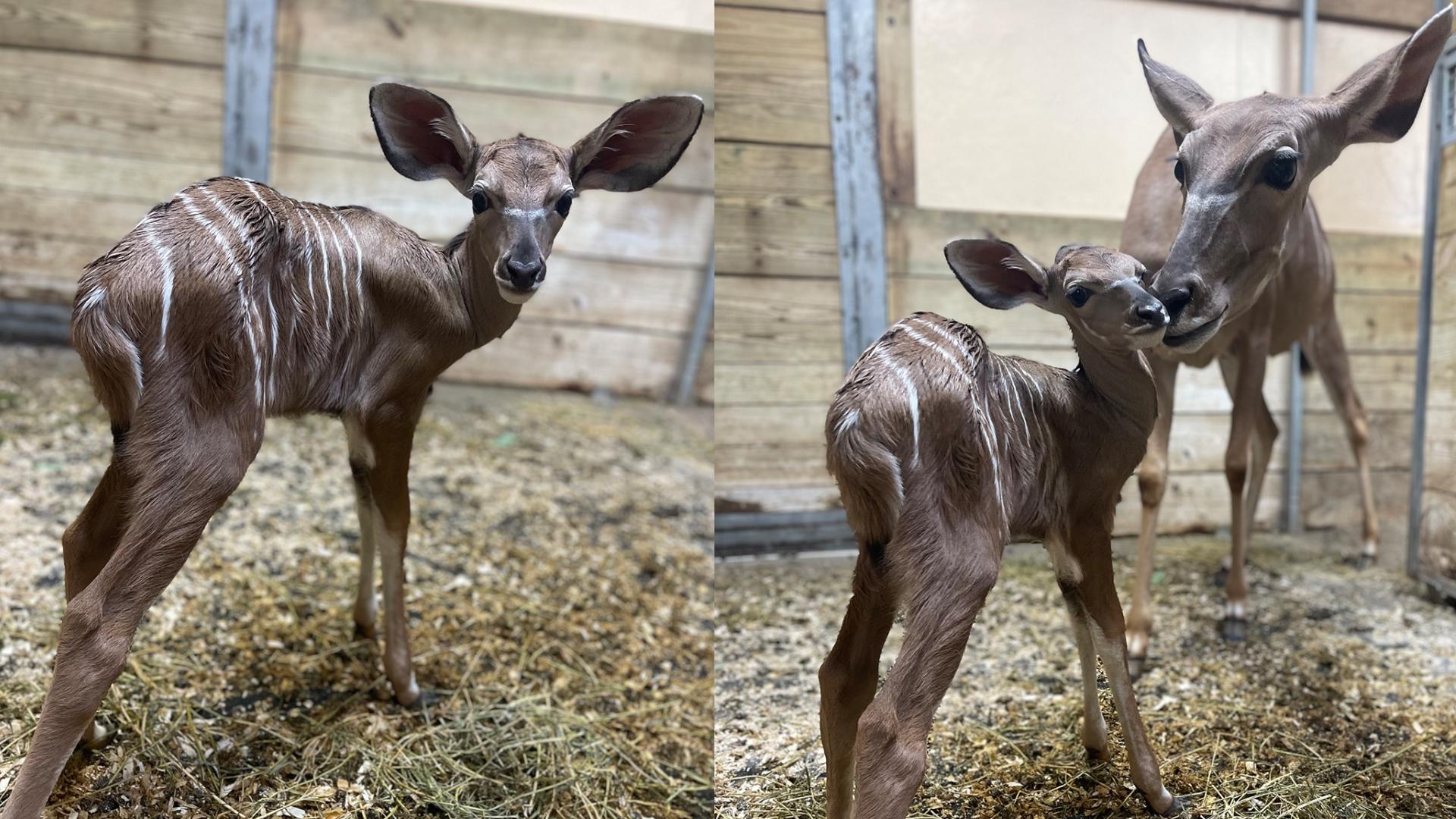 Greater kudu antelope born at Indianapolis Zoo | wthr.com
