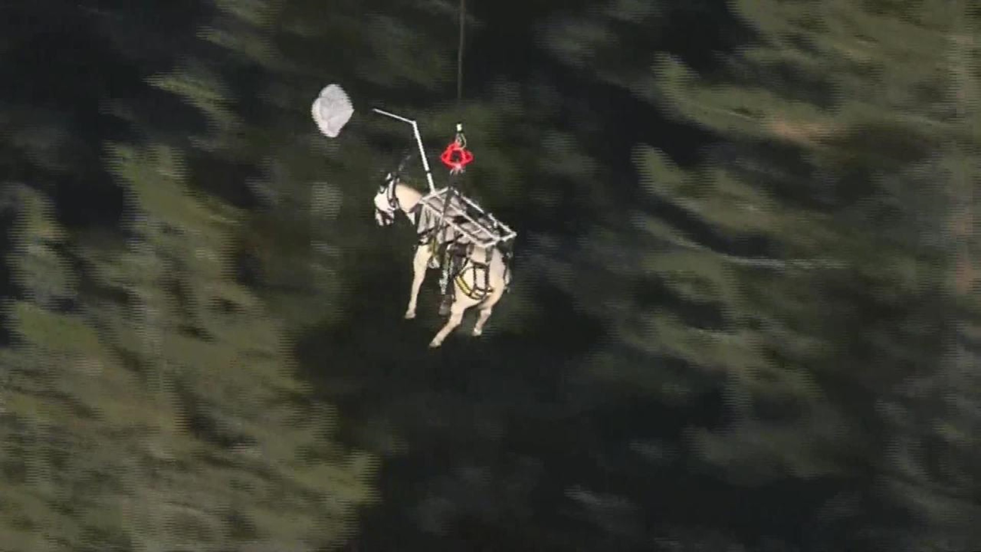 Horse airlifted after 300-foot fall in California | wthr.com