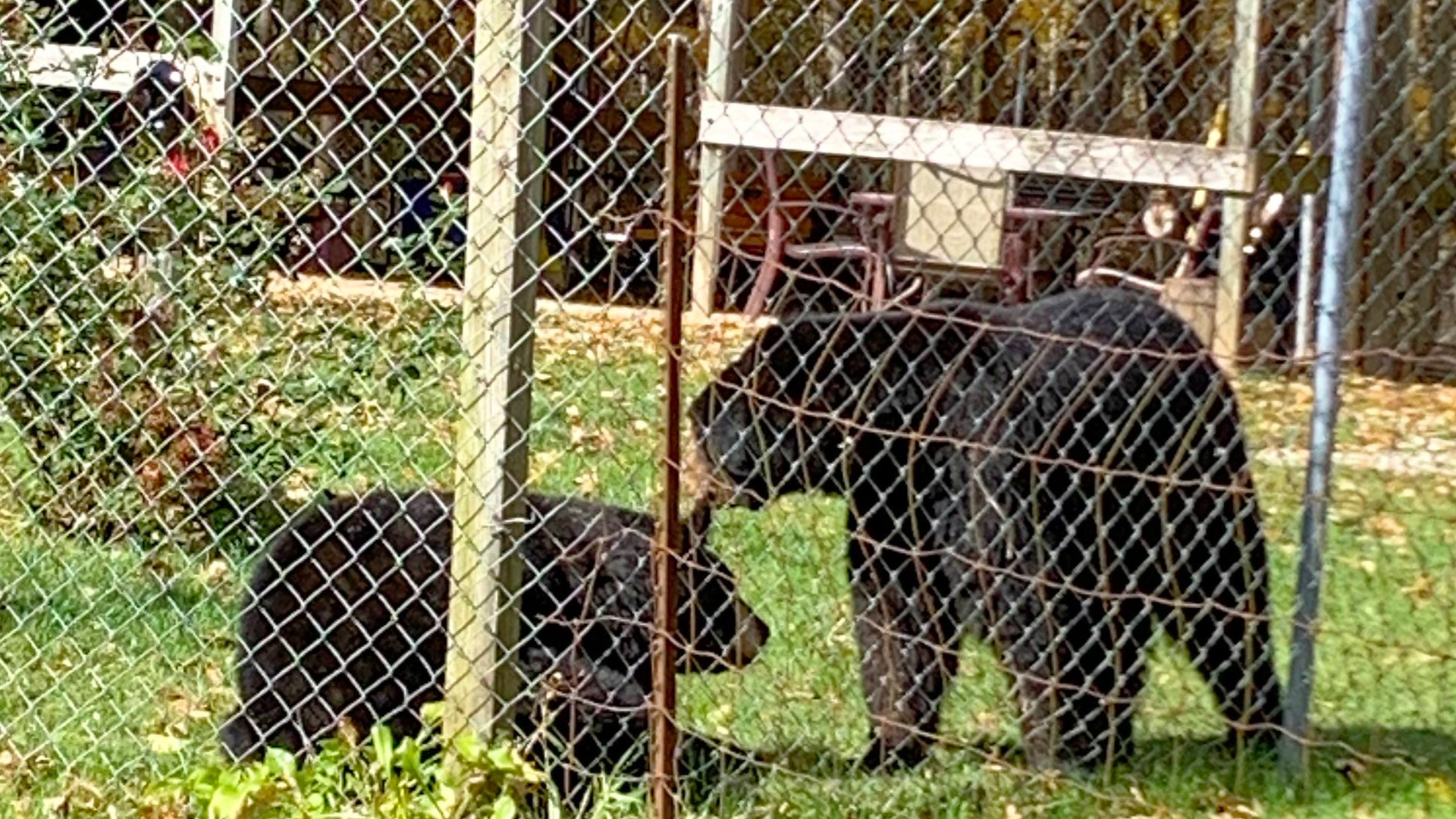 Bears maul person in Putnam County | wthr.com