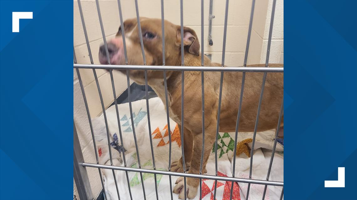 PHOTOS: IACS takes in 28 dogs | wthr.com